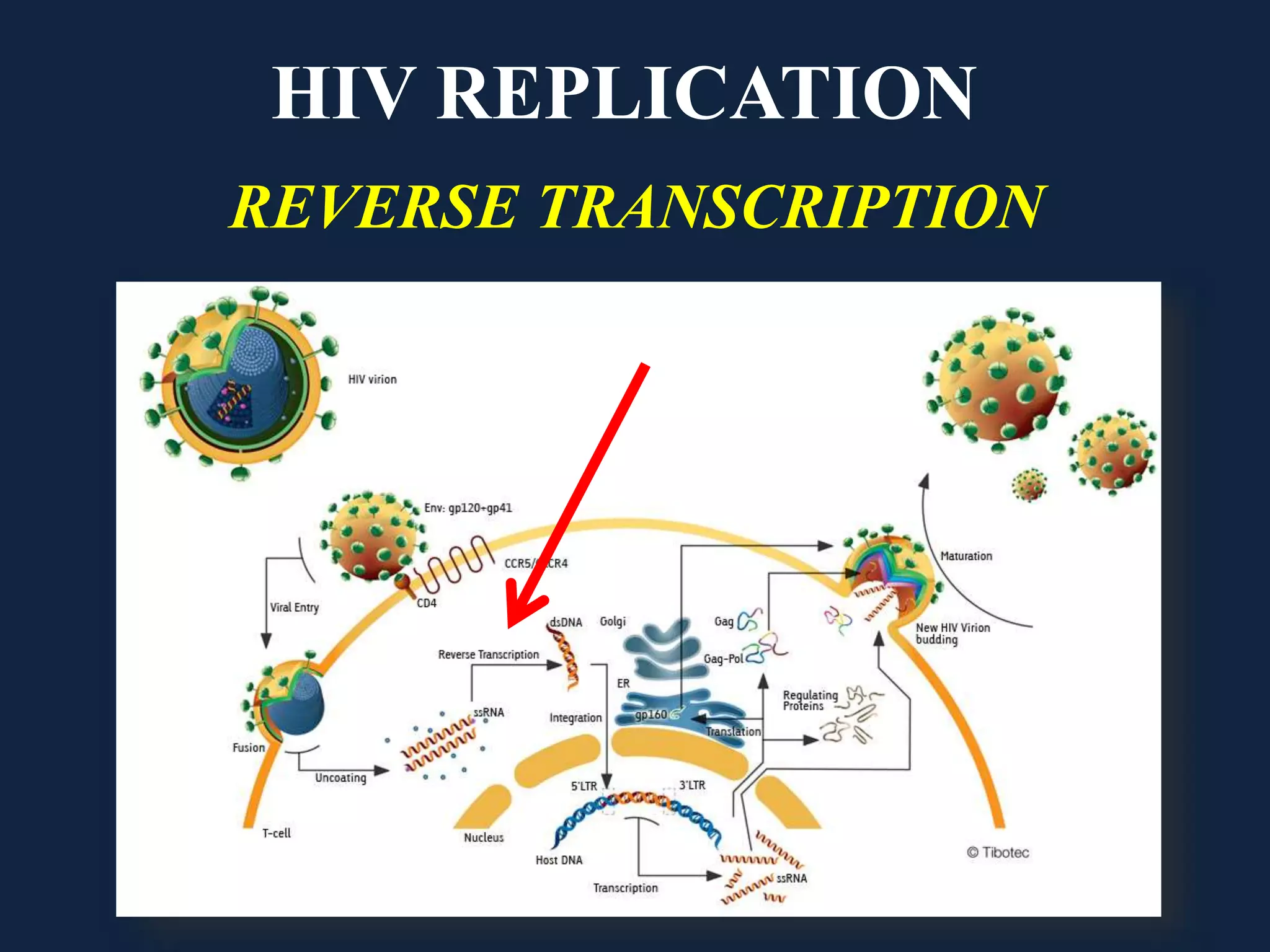 Scientific Sessions 2015: HIV and genetics | PPTX