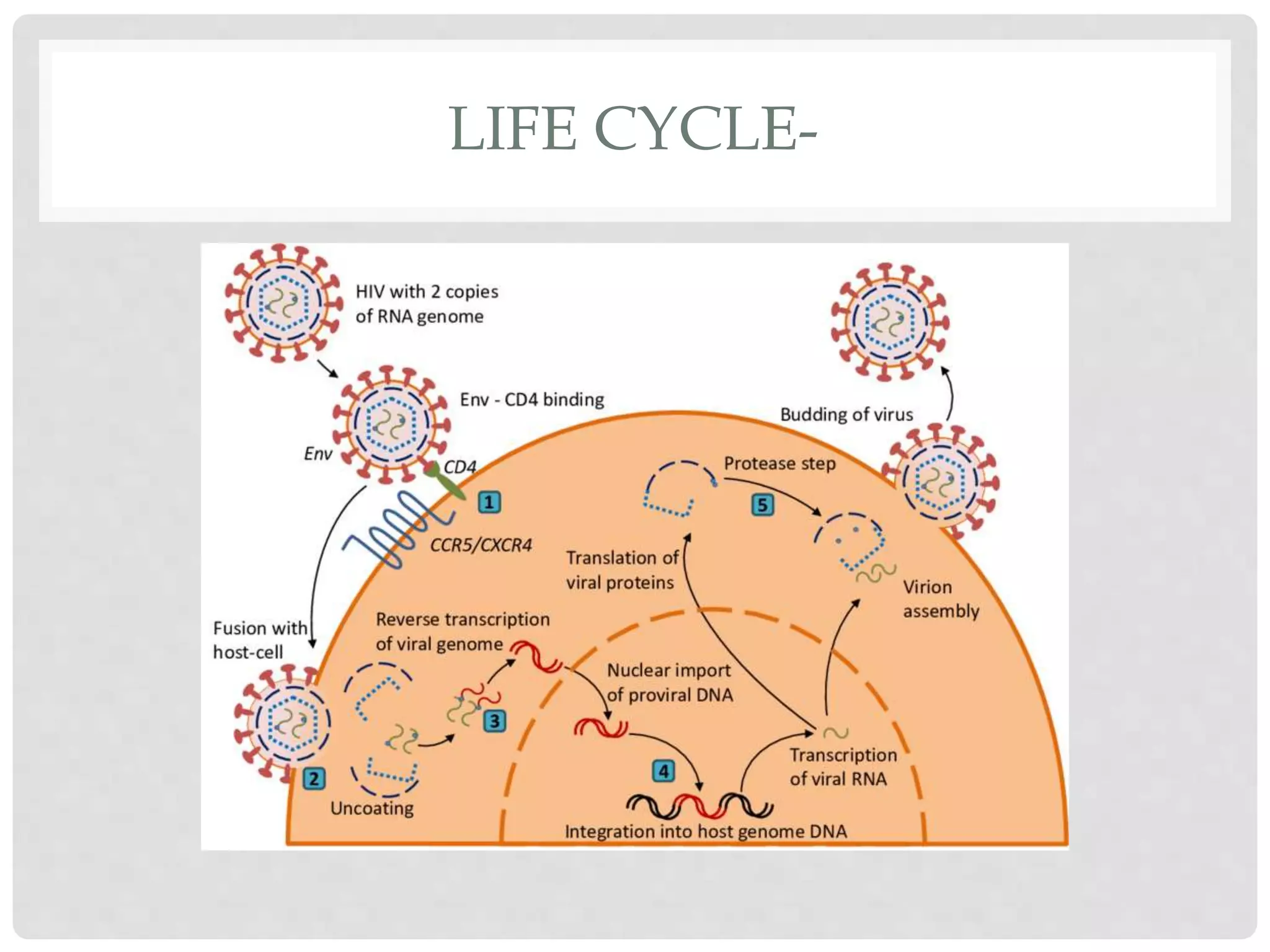 HIV AND PREGNANCY update (2020) By Dr Rahul Jain & Dr Sharda Jain | PPTX | Pregnancy ...