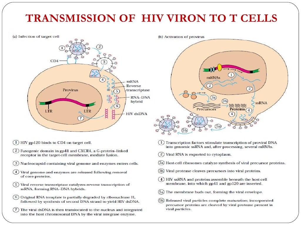 HIV and TB coinfection