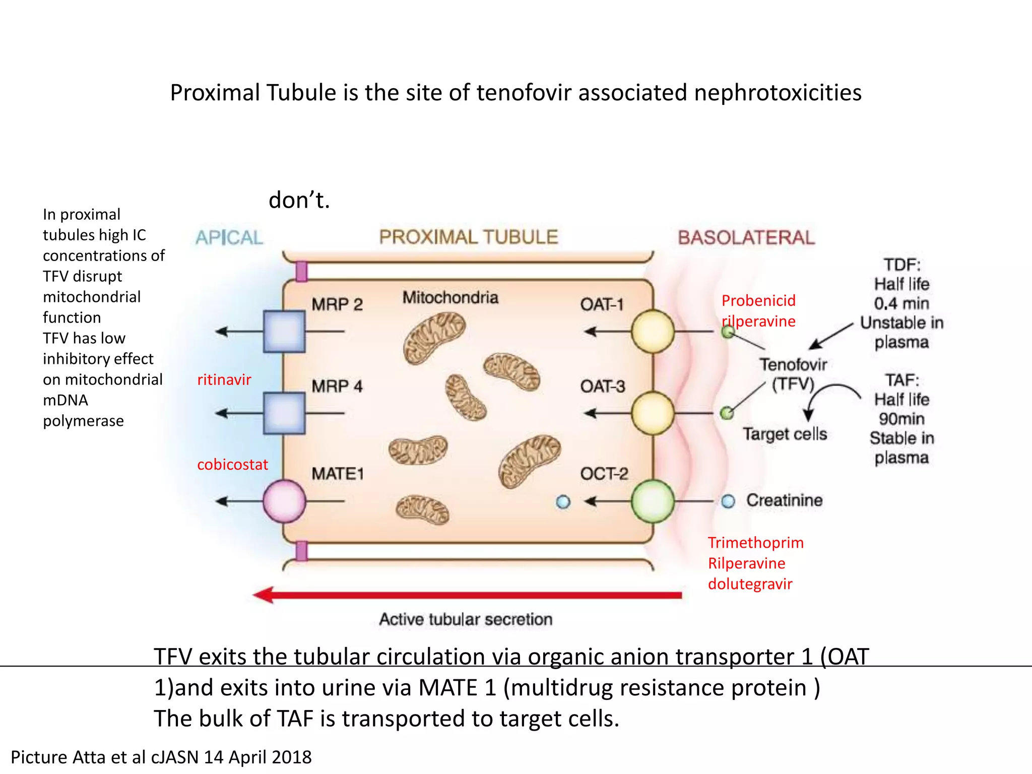 Hiv and the kidney | PPTX