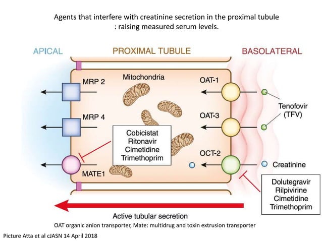 Hiv and the kidney | PPTX | Pharmaceutical Drugs | Medical Health