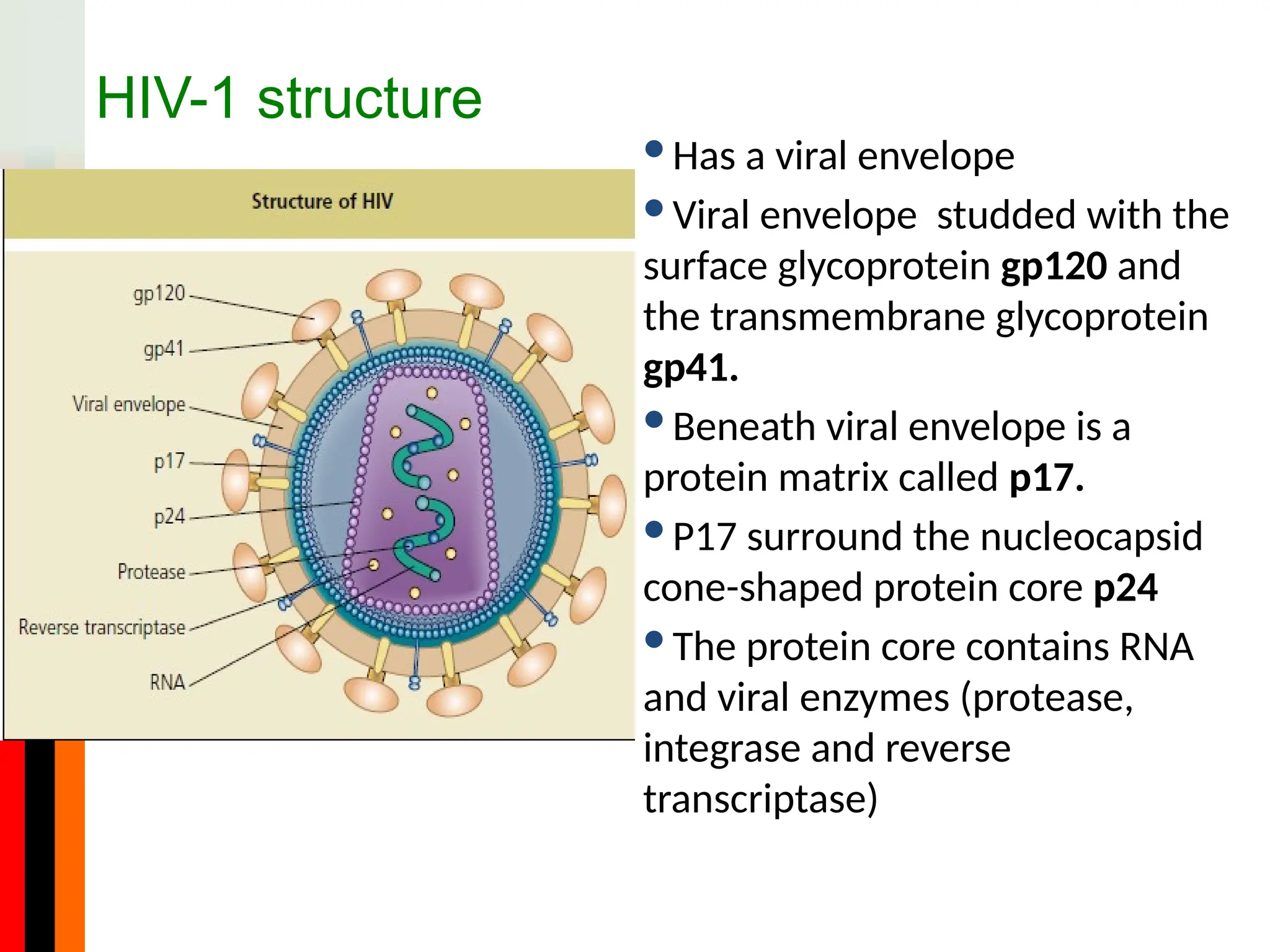 HIV biology and Pathogenesis.pptx university of Zambia | PPTX