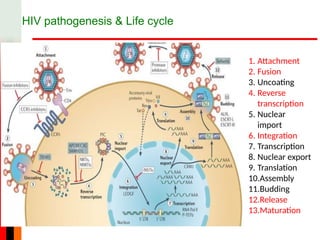 HIV biology and Pathogenesis.pptx university of Zambia | PPTX
