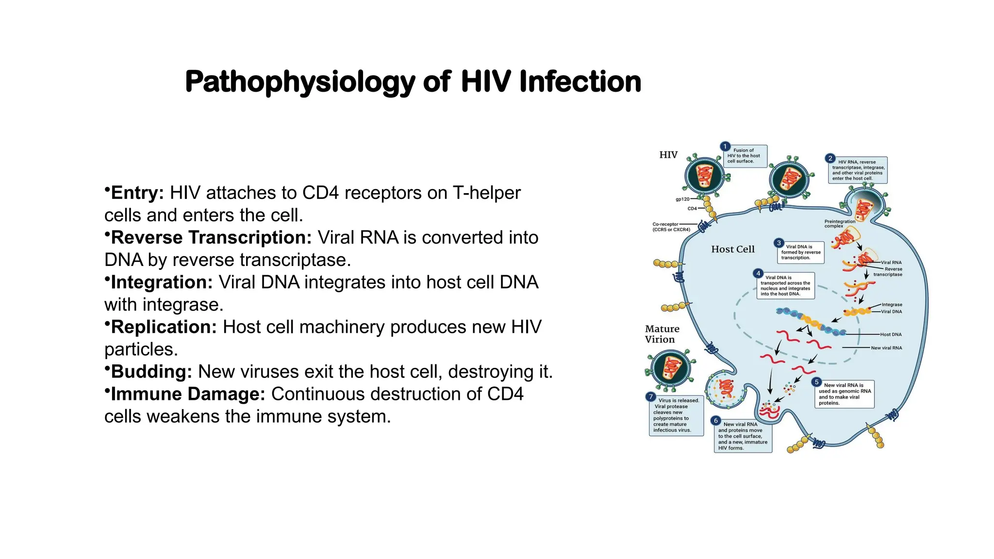 HIV( Human immune deficiency virus) disease with proper presentation | PPTX