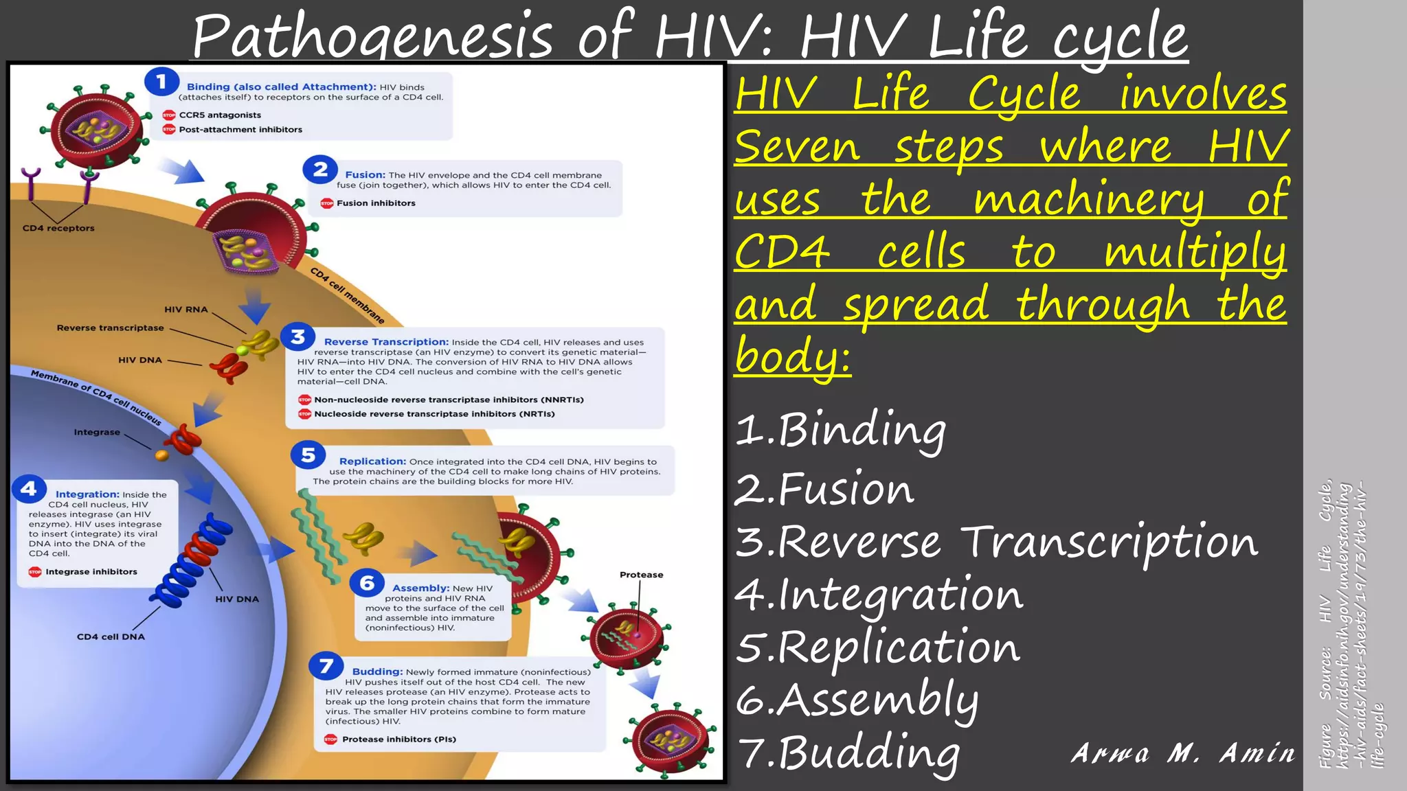 Human Immunodeficiency Virus (HIV) Infection | PDF