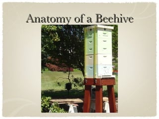 Typical Bee Hive Configuration | KEY