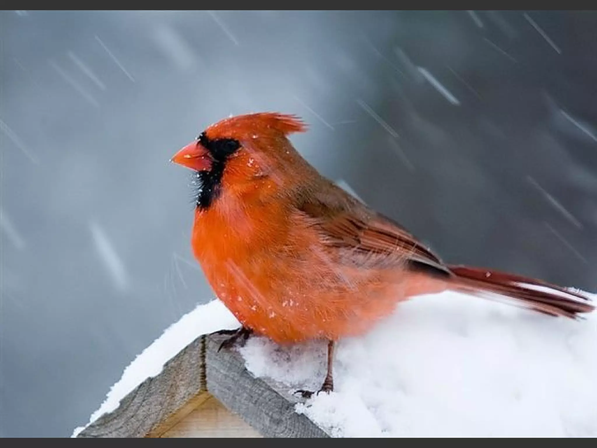 Wildlife and Outdoors Slideshow | PPS