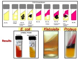 Biochemical tests | PPTX