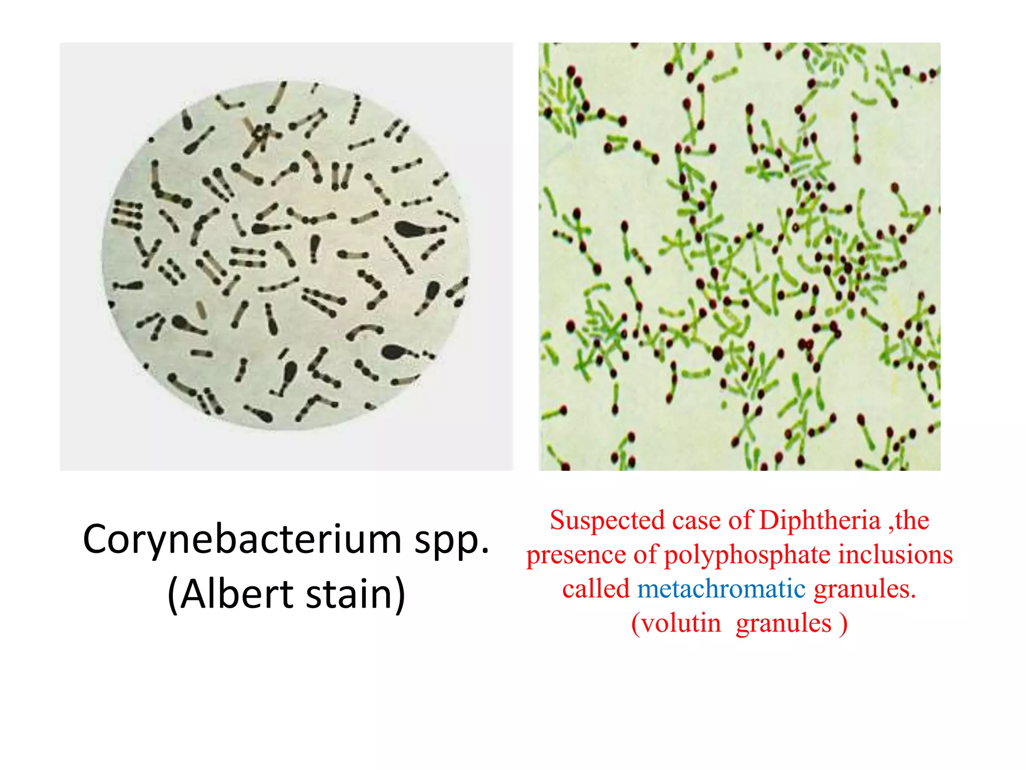 Biochemical tests | PPTX