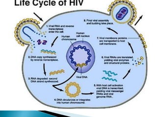 Simplified Hiv Life Cycle