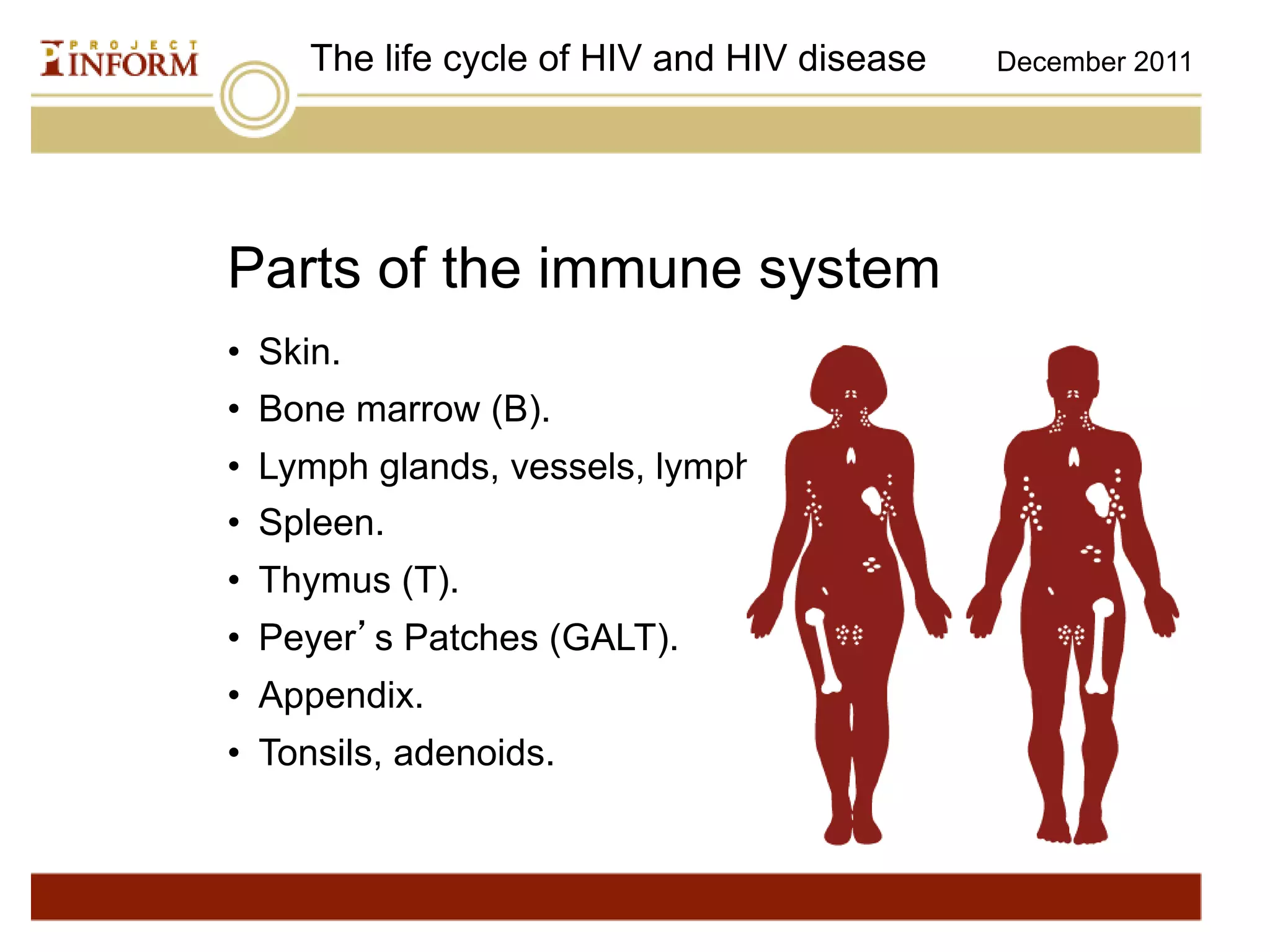 Hiv Lifecycle | PPTX