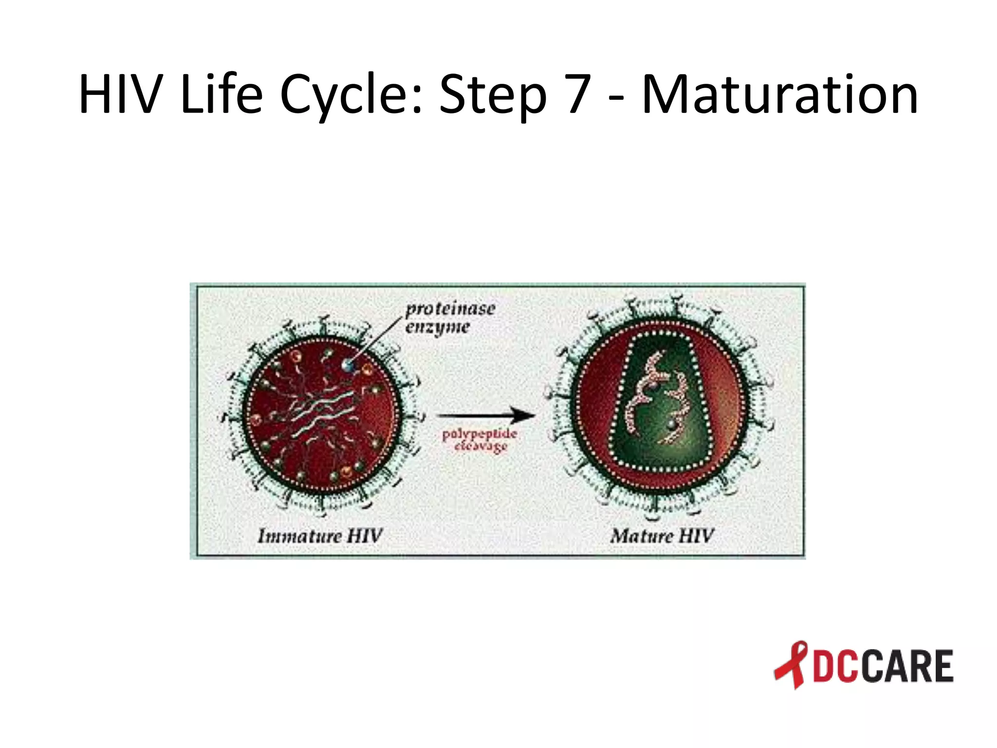 Hiv life cycle and immune system basics presentation - tacp 4 18 2013 ...