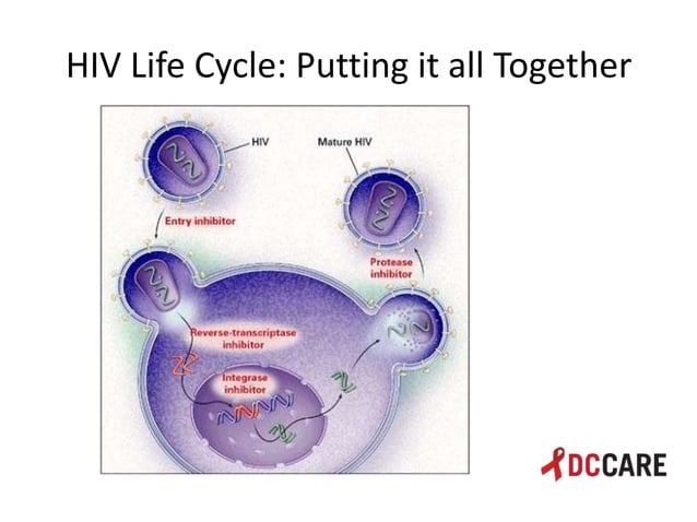 Hiv life cycle and immune system basics presentation - tacp 4 18 2013 ...