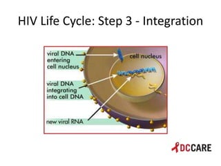 Hiv life cycle and immune system basics presentation - tacp 4 18 2013 ...