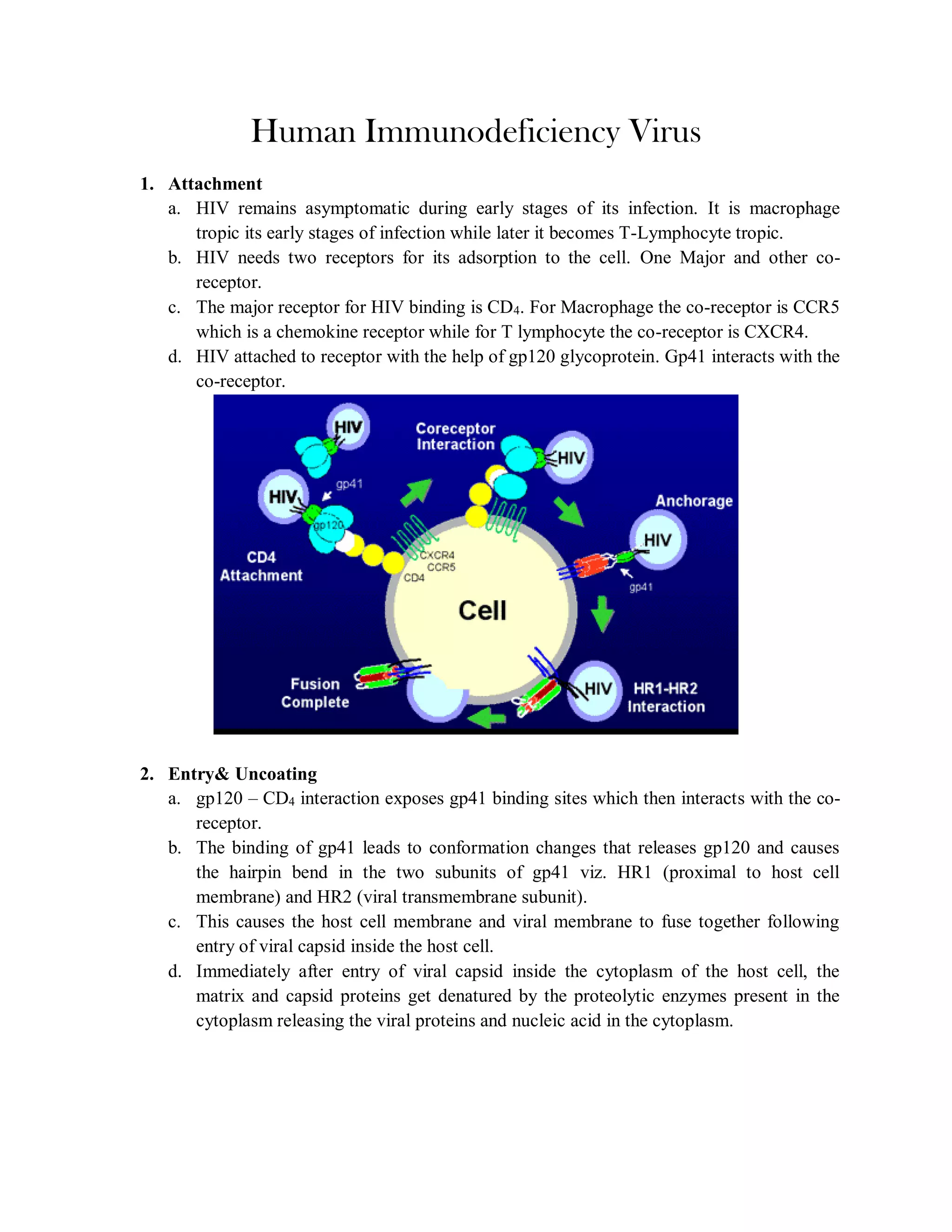 Hiv life cycle | PDF