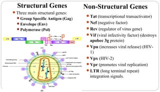 About human immunodeficiency virus (HIV) | PDF | Infectious Diseases ...