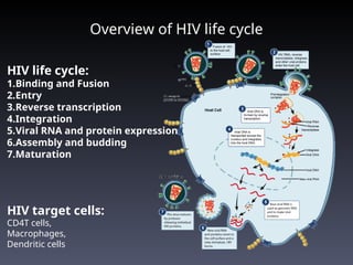 HIV ppt.ppt............................................. | PPT