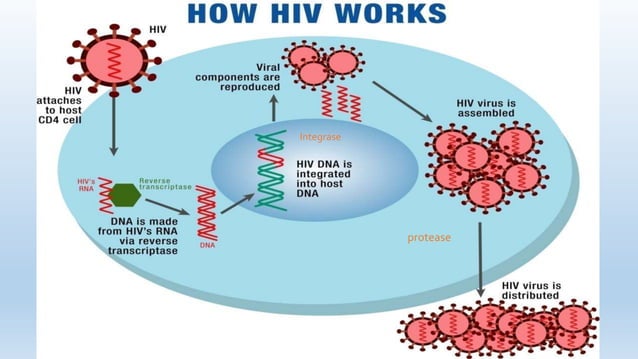hiv drug resistance and its management | PPTX | Genetics | Science