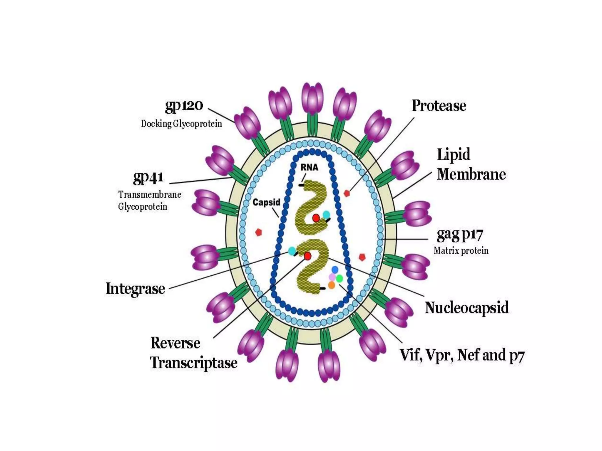 HIV Structure and Lab Diagnosis | PPTX