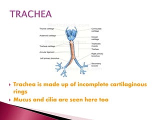 POWERPOINT PRESENTATION | PPT