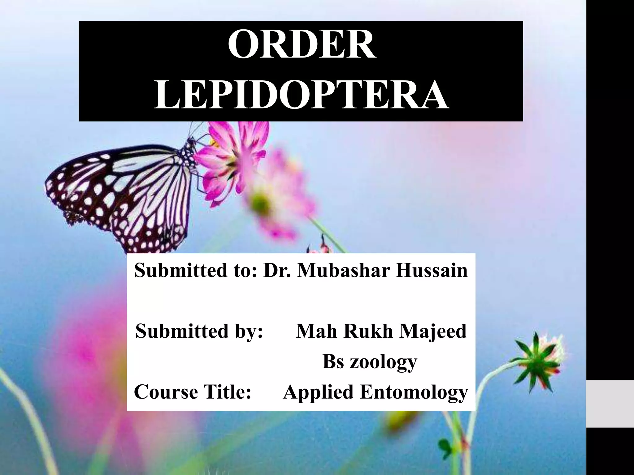 Order lepidoptera_ppt by Mah Rukh | PPTX
