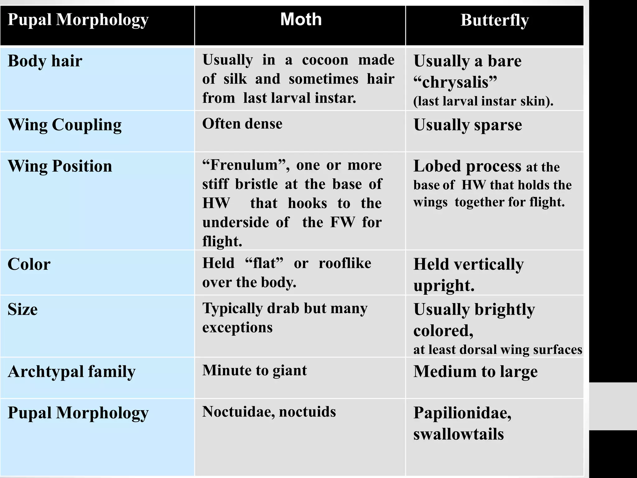 Order lepidoptera_ppt by Mah Rukh | PPTX