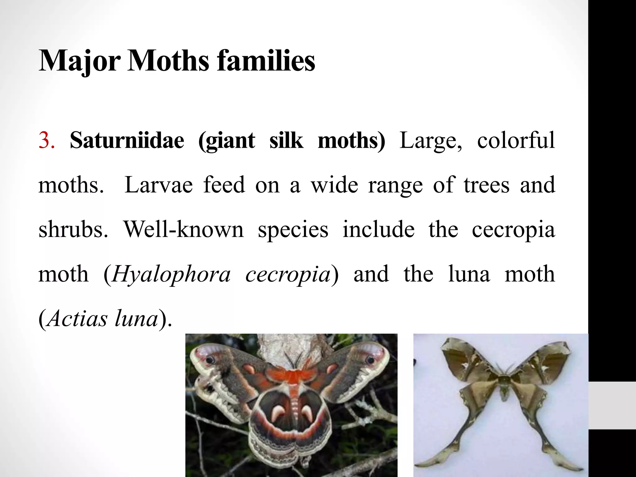 Order lepidoptera_ppt by Mah Rukh | PPTX