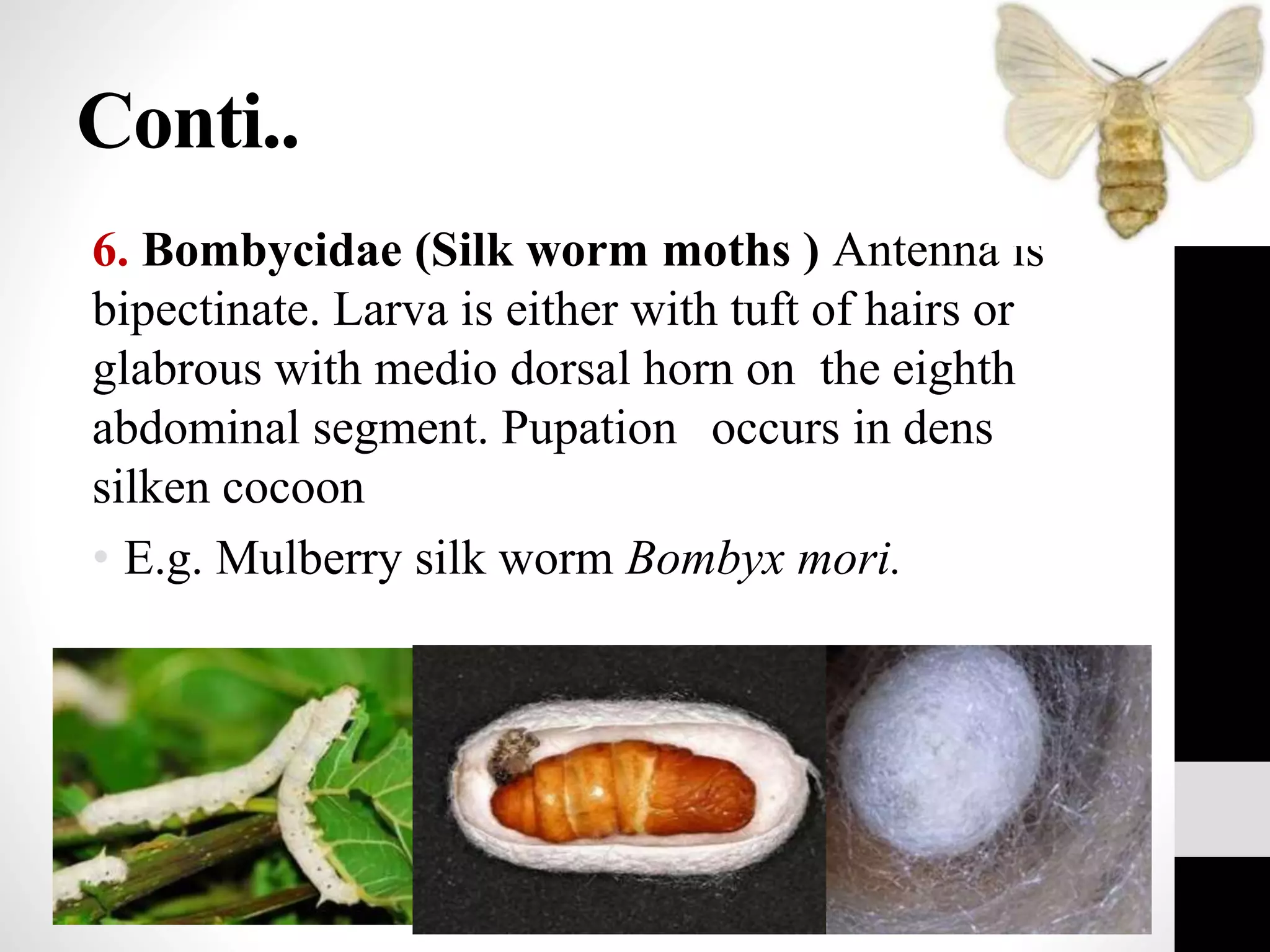 Order lepidoptera_ppt by Mah Rukh | PPTX