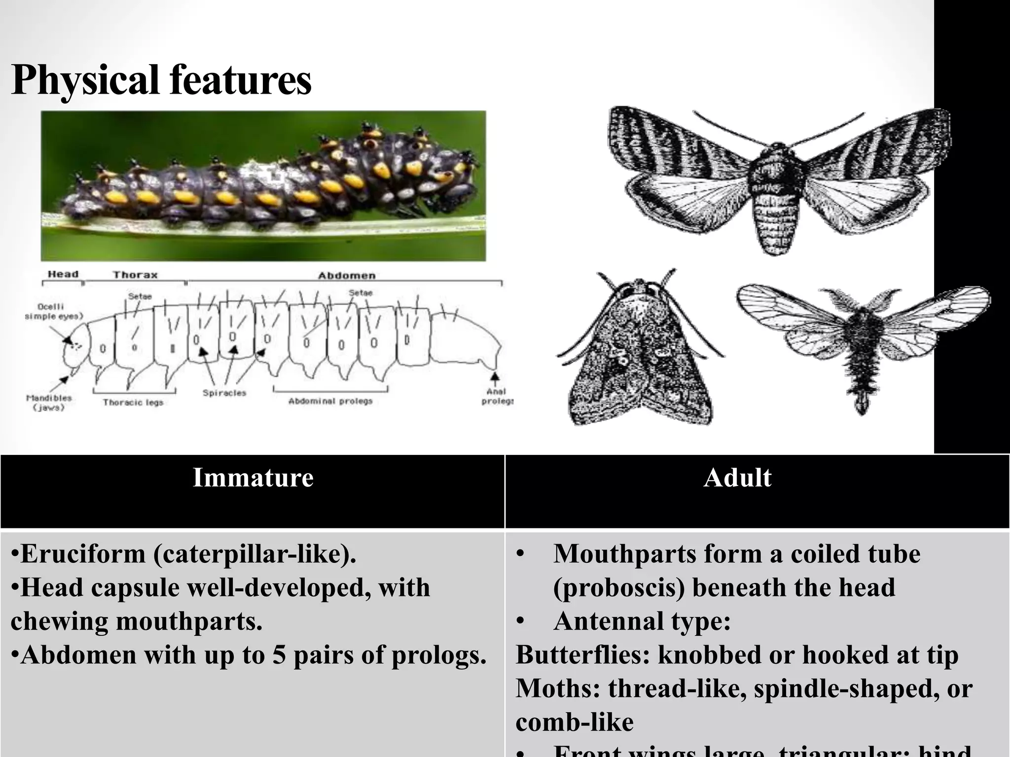 Order lepidoptera_ppt by Mah Rukh | PPTX