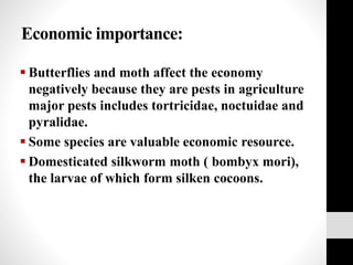 Order lepidoptera_ppt by Mah Rukh | PPTX