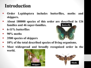 Order lepidoptera_ppt by Mah Rukh | PPTX