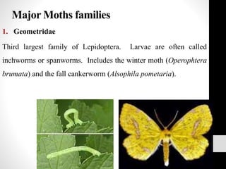 Order lepidoptera_ppt by Mah Rukh | PPTX