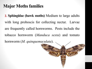Order lepidoptera_ppt by Mah Rukh | PPTX