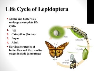 Order lepidoptera_ppt by Mah Rukh | PPTX
