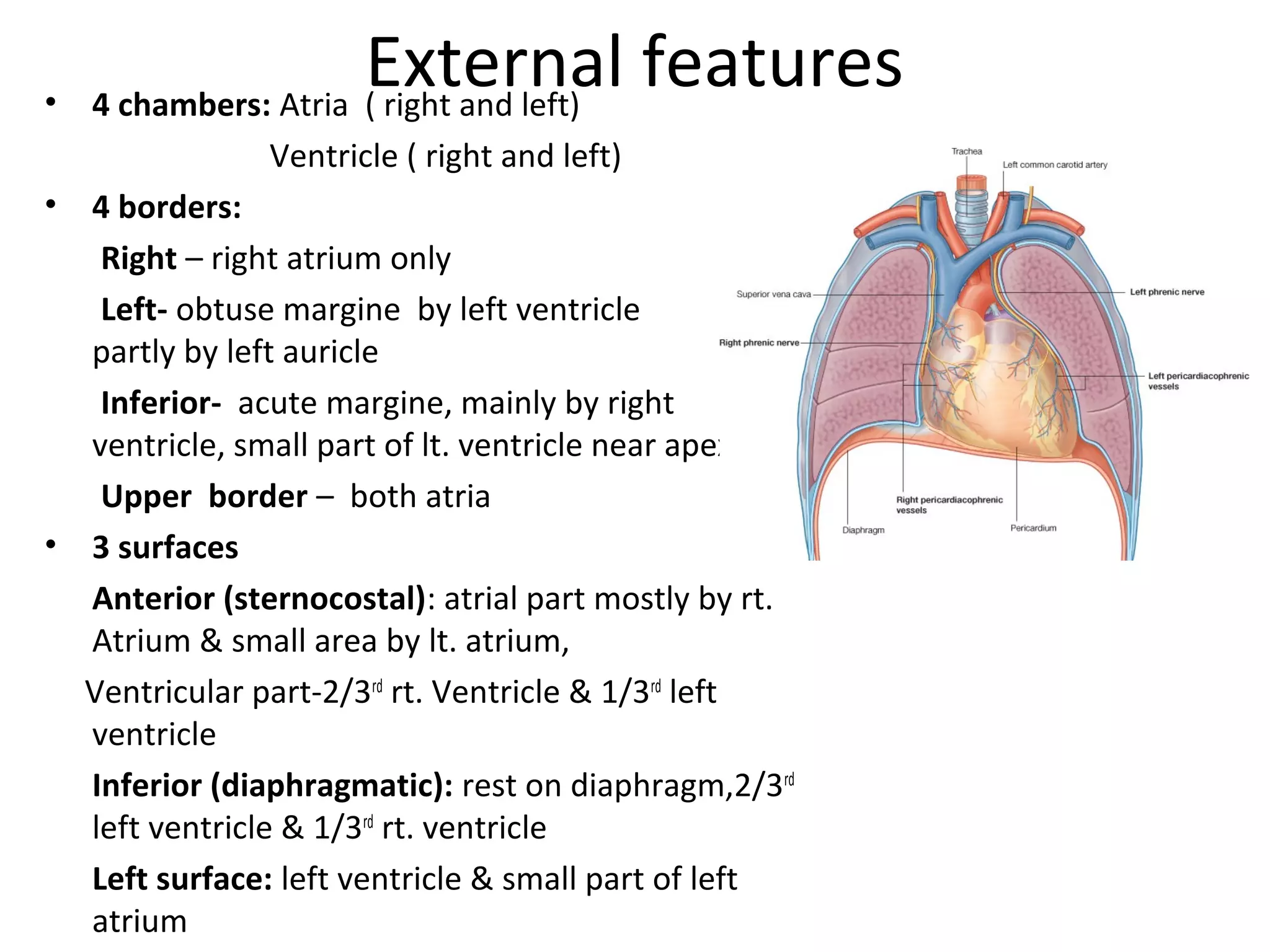 Heart and pericardium cvs anatomy | PPT