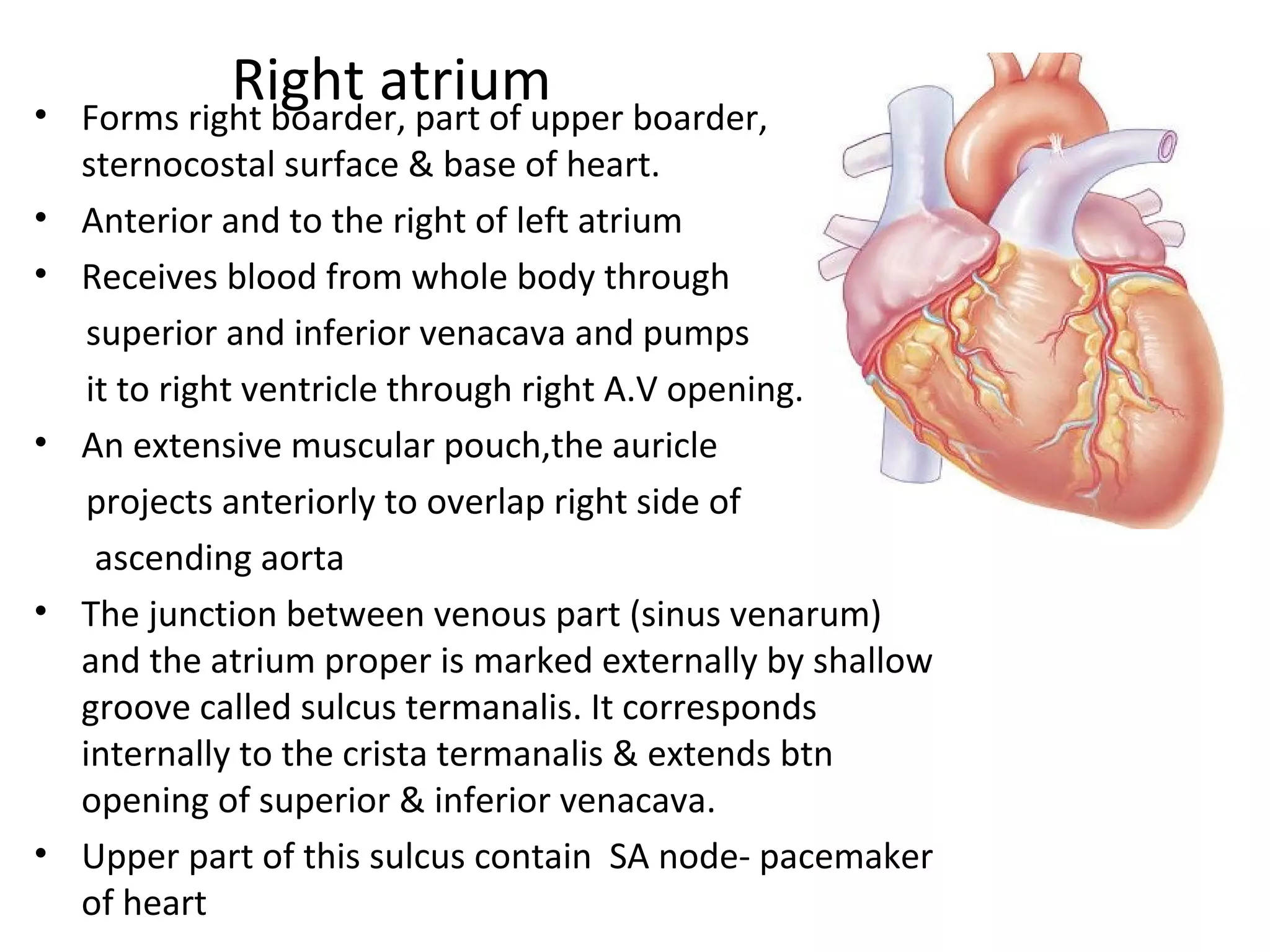 Heart and pericardium cvs anatomy | PPT