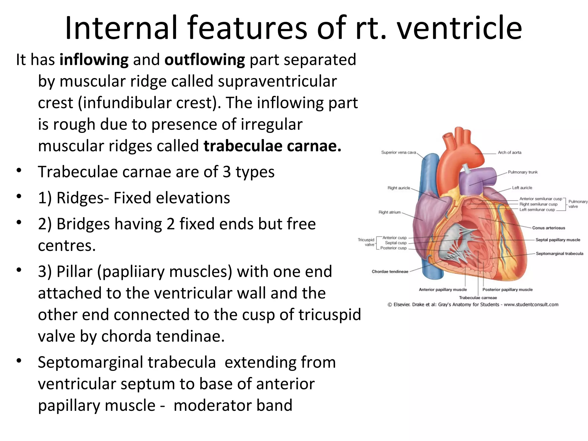 Heart and pericardium cvs anatomy | PPT