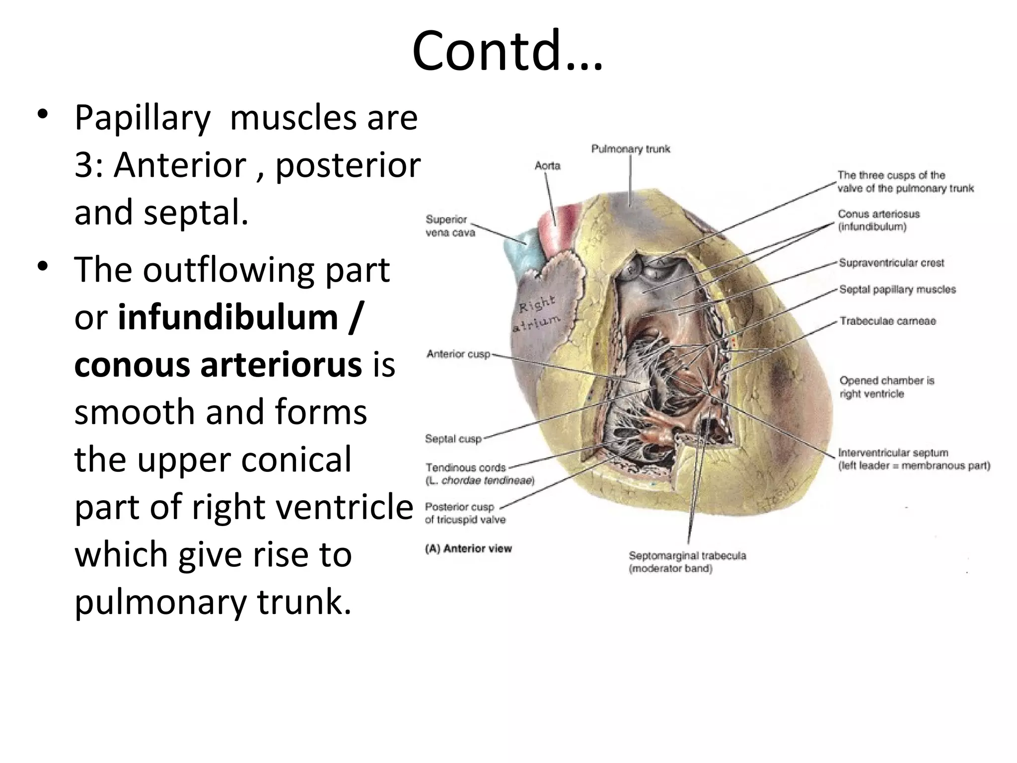 Heart and pericardium cvs anatomy | PPT