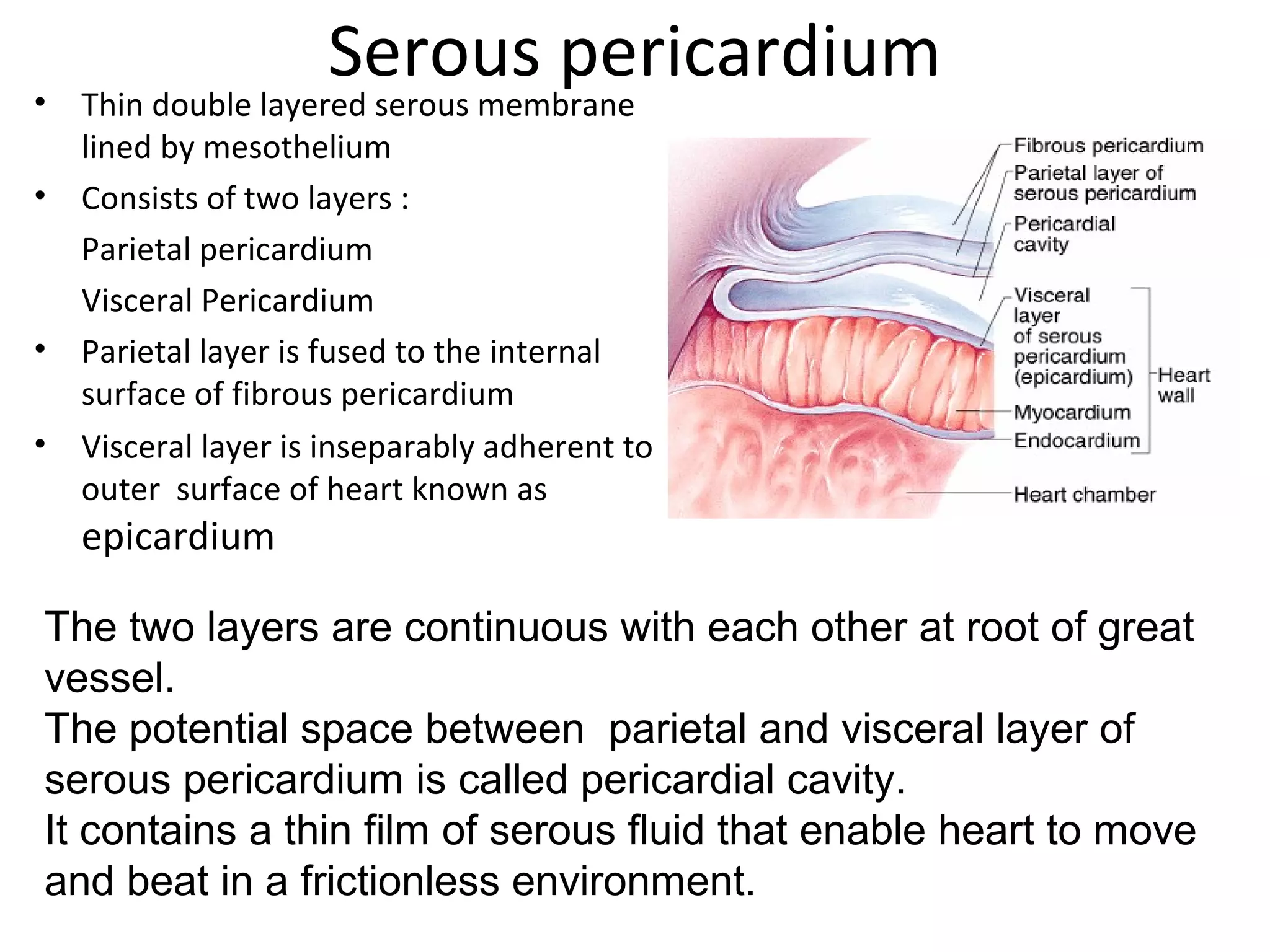 Heart and pericardium cvs anatomy | PPT