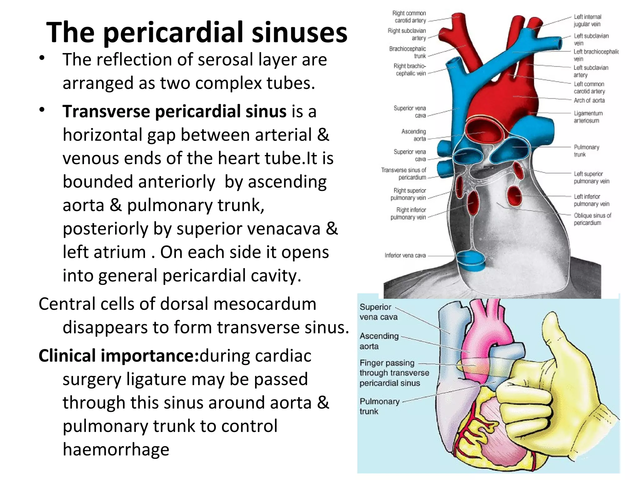 Heart and pericardium cvs anatomy | PPT