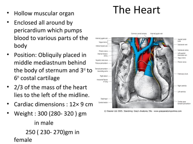 Heart and pericardium cvs anatomy | PPT