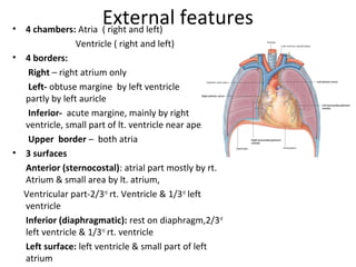 Heart and pericardium cvs anatomy | PPT