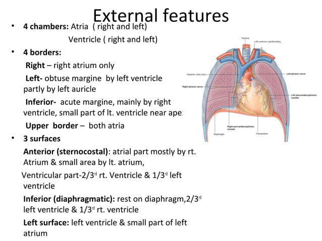 Heart and pericardium cvs anatomy | PPT