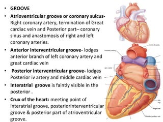 Heart and pericardium cvs anatomy | PPT