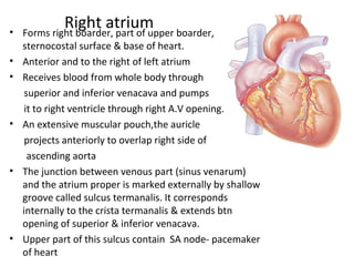 Heart and pericardium cvs anatomy | PPT