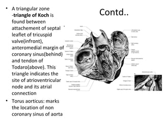 Heart and pericardium cvs anatomy | PPT