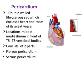 Heart and pericardium cvs anatomy | PPT