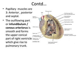 Heart and pericardium cvs anatomy | PPT