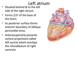 Heart and pericardium cvs anatomy | PPT