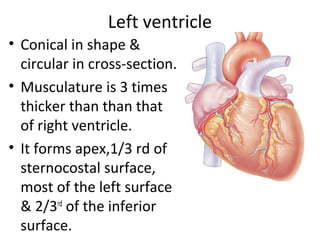 Heart and pericardium cvs anatomy | PPT